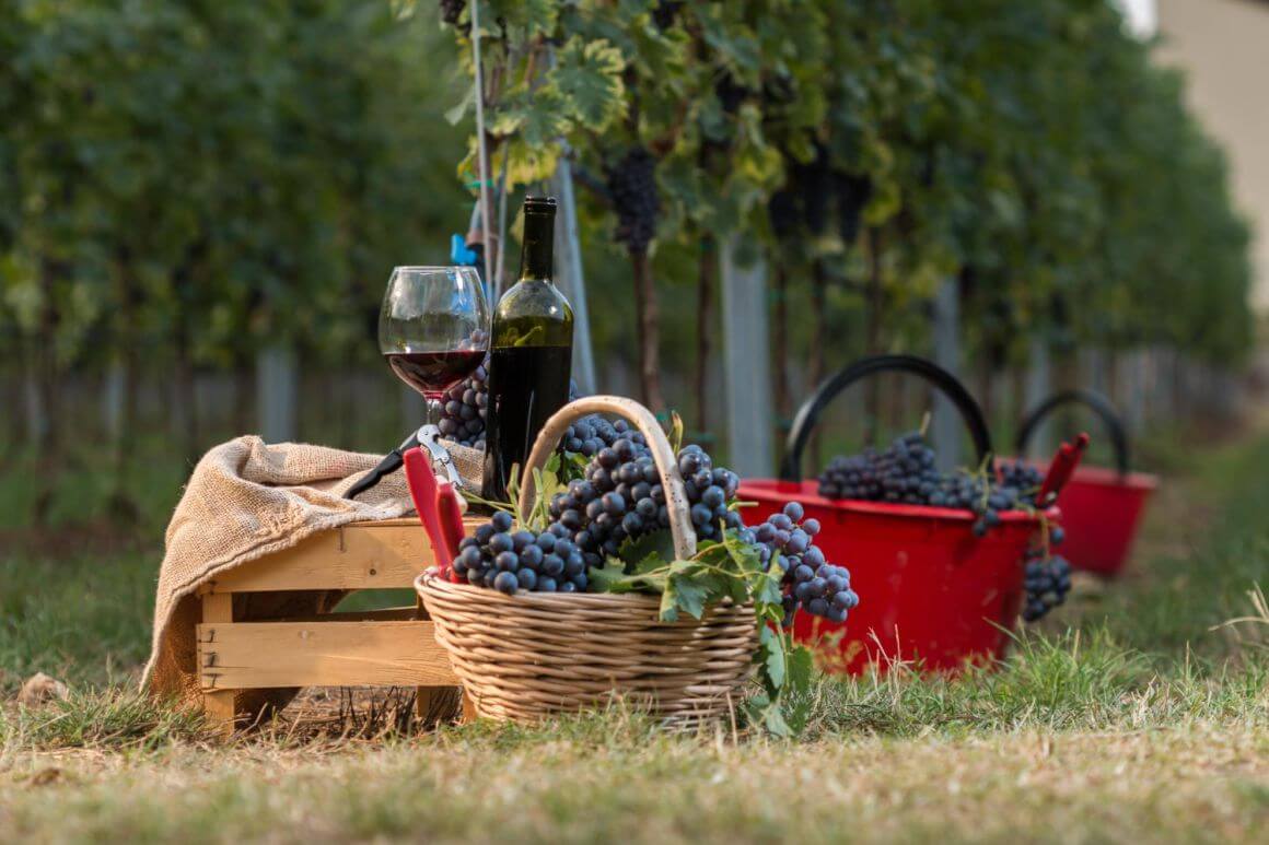 Wino z winogron, czyli przepis na domowe wino - Wino pod lupą